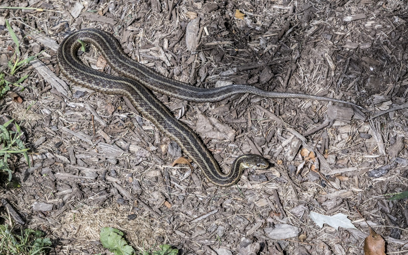 Neighborhood snakes in Northwest Indiana - GreatNews.Life