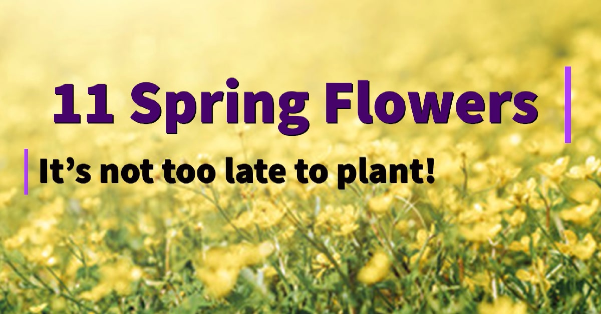 11 Spring Flowers to Plant - GreatNews.Life